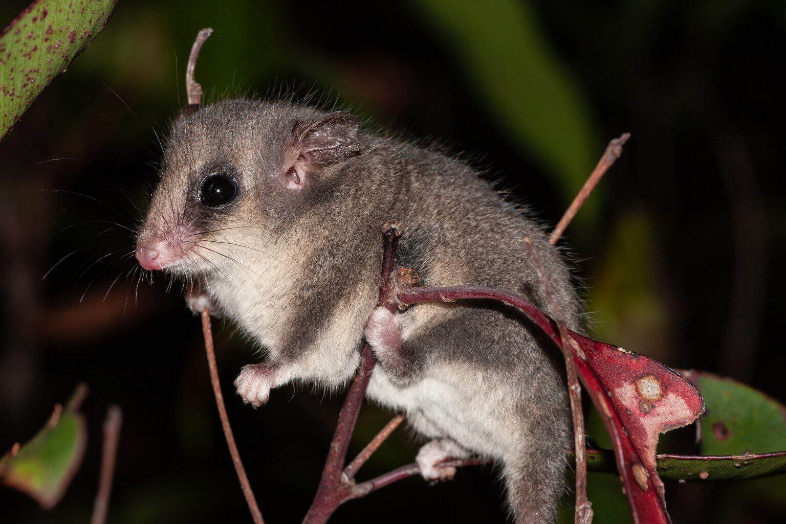 A Bigger Possum Was Stealing Nest Boxes, So Researchers Shrank the Door ...