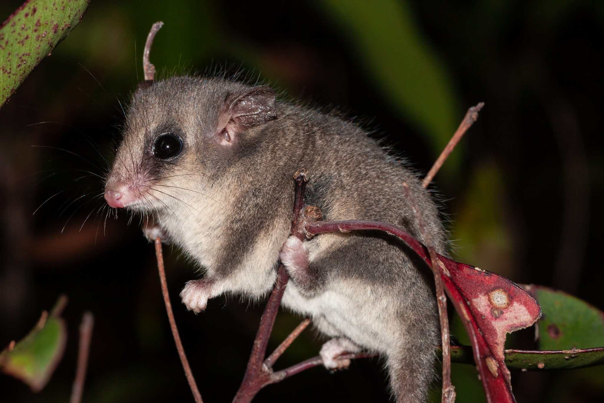 A Bigger Possum Was Stealing Nest Boxes, So Researchers Shrank the Door ...