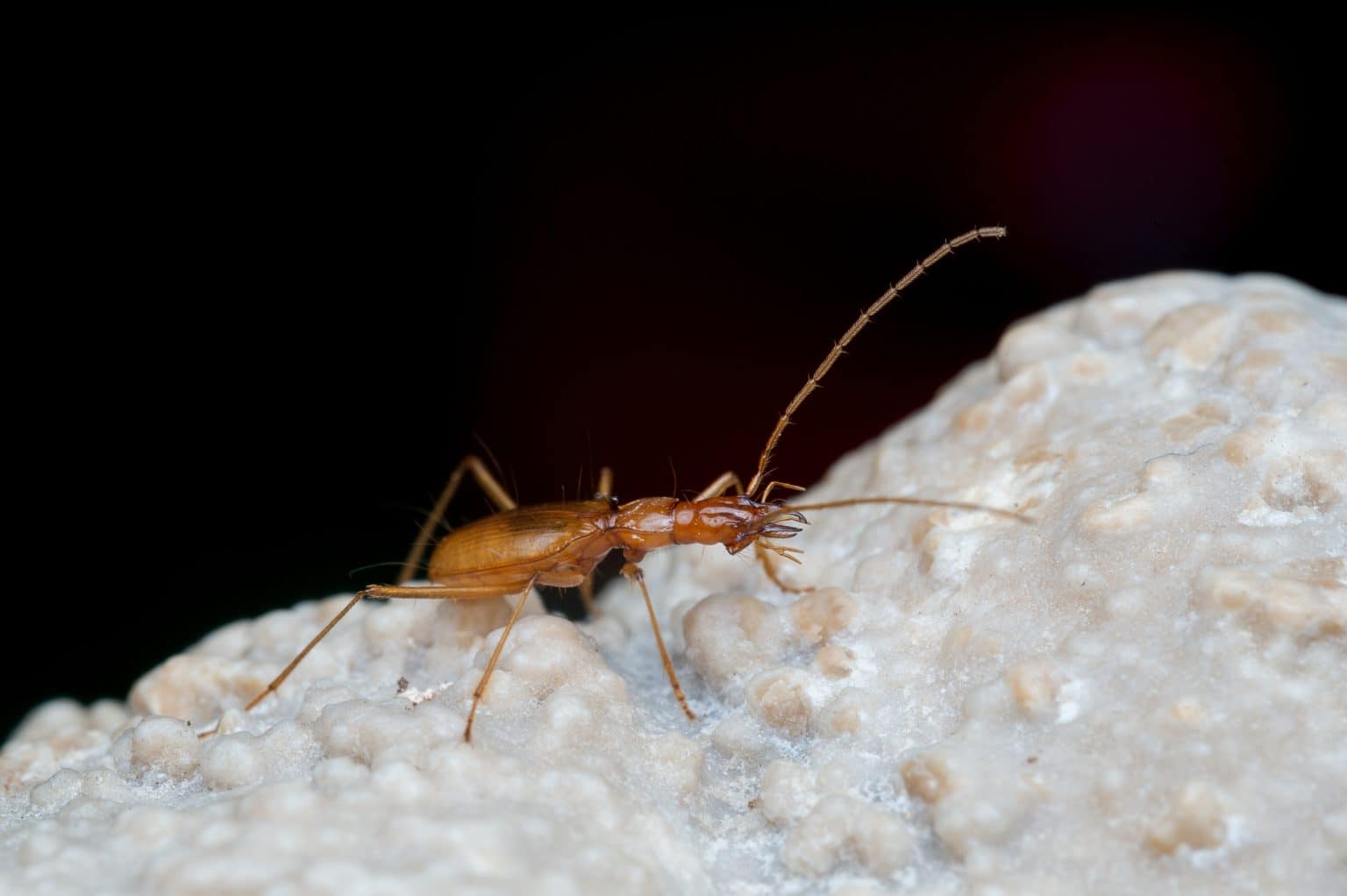 Creatures Found Only in Island Cave Systems - A-Z Animals