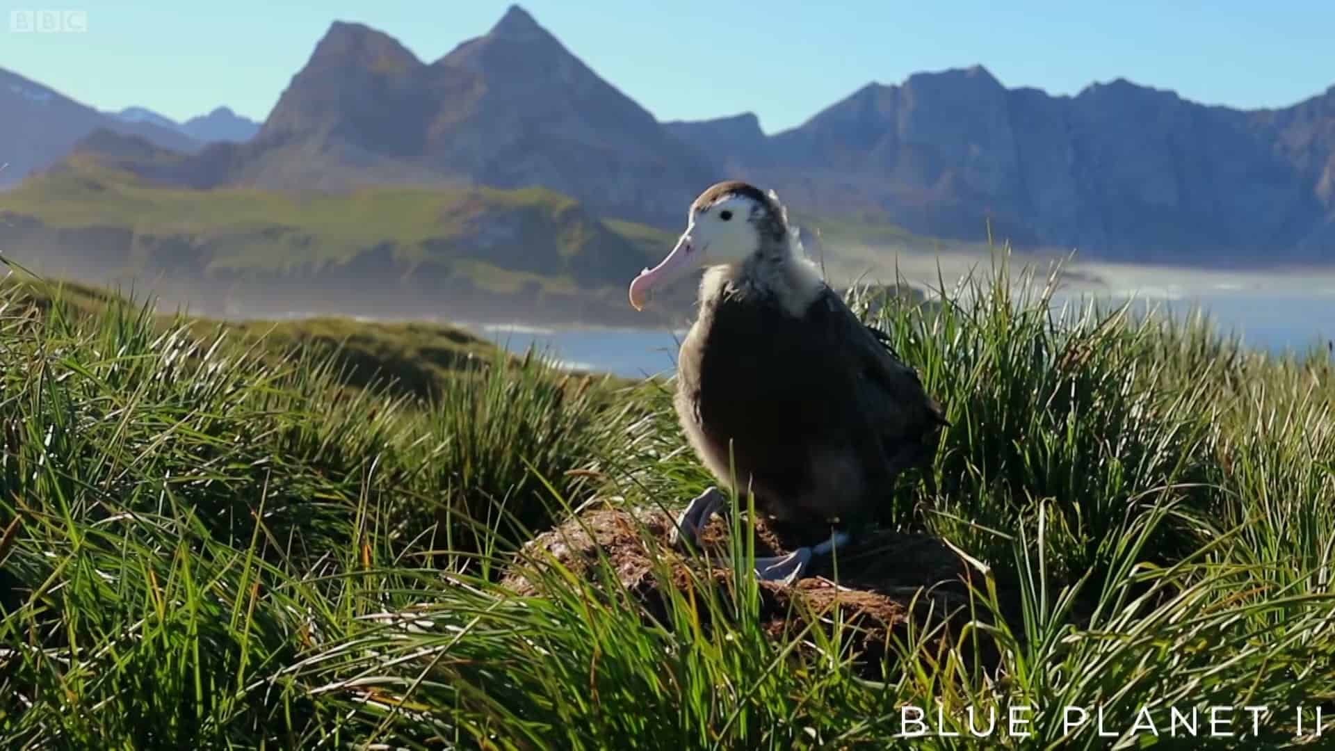 The 8-Millon-Ton Problem That's Killing Albatrosses - A-Z Animals