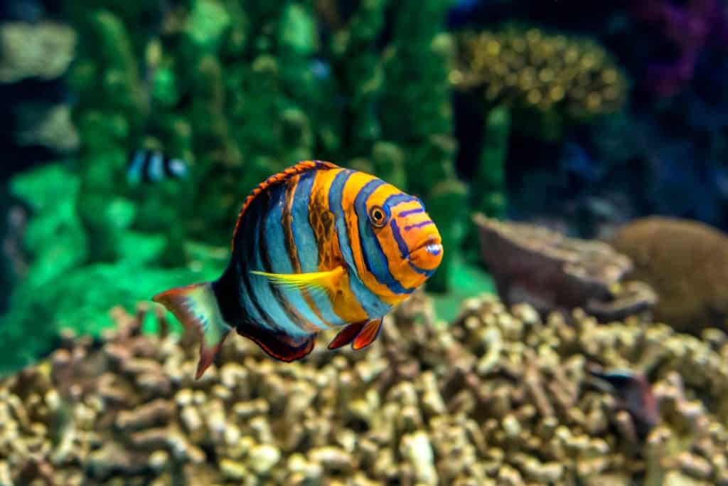 The Tuskfish Does Something Only Mammals and Birds Were Known to Do - A ...