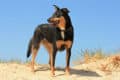 Australian Kelpie Dog Animal Facts - Canis lupus familiaris - A-Z Animals