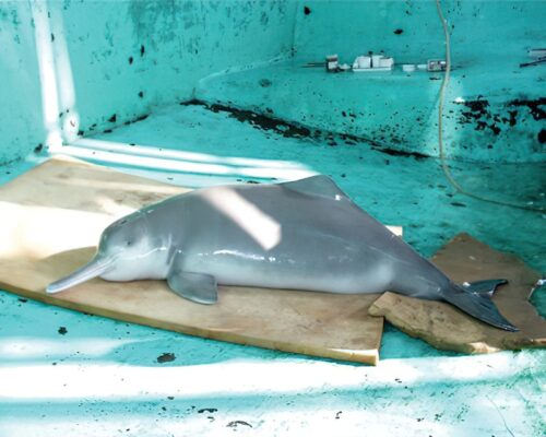 The Extinct River Dolphin: Discover the Story of the Baiji - A-Z Animals