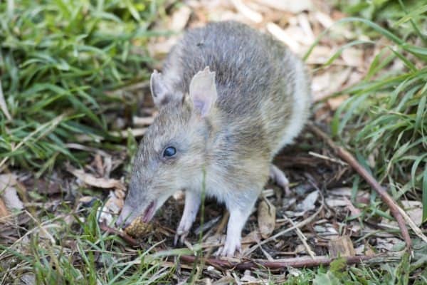 Bandicoot Animal Facts | Perameles | AZ Animals