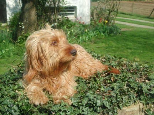 Basset Fauve de Bretagne Dog Breed Complete Guide - A-Z Animals