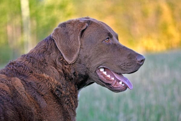 What Were Labrador Retrievers (Labs) Bred For? Original Role, Jobs ...