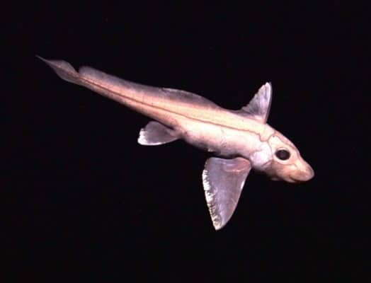 Chimaera Animal Facts - Chimaeriformes - A-Z Animals