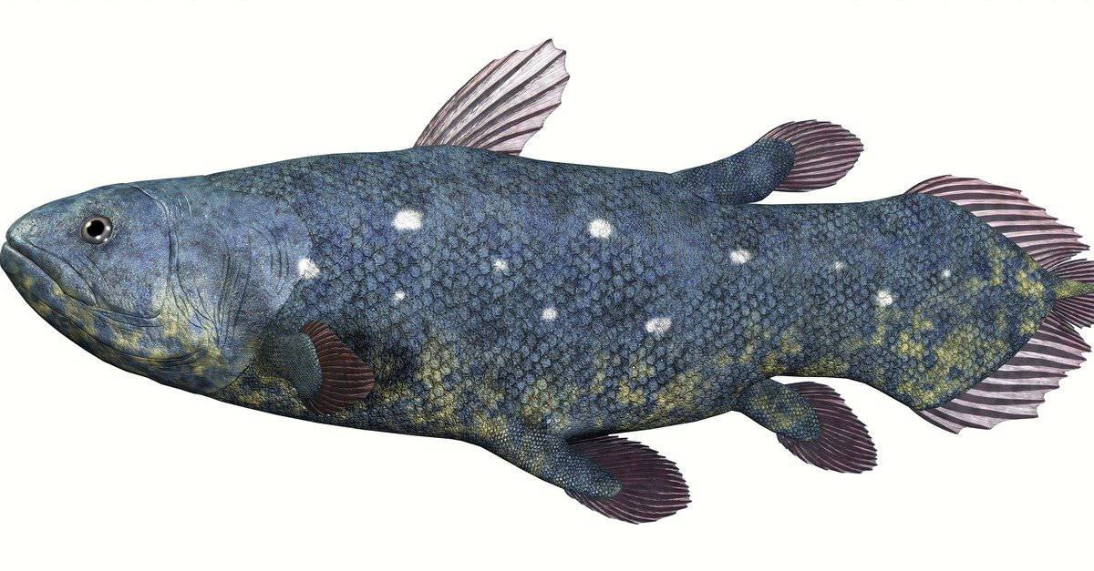 Coelacanth Animal Facts Coelacanthiformes A Z Animals Coelacanth Animal Facts Coelacanthiformes A Z Animals