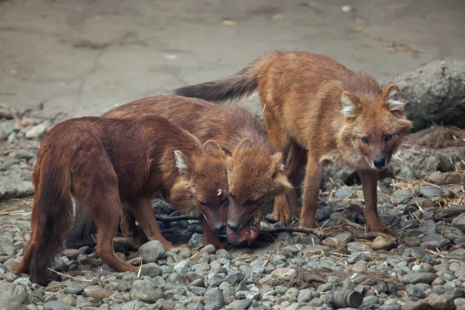 Dhole Animal Facts - Cuon alpinus - A-Z Animals