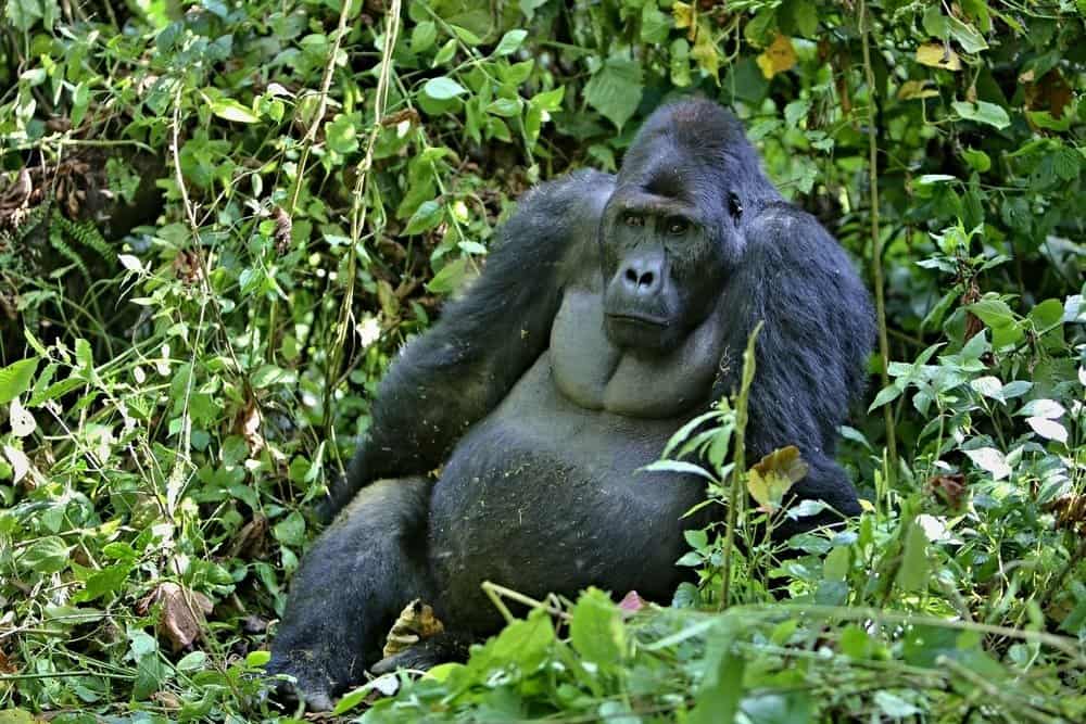 Eastern Lowland Gorilla A Z Animals