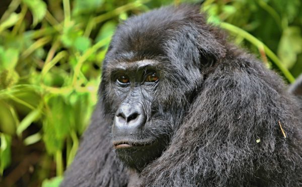 Gorilla Animal Facts - A-Z Animals