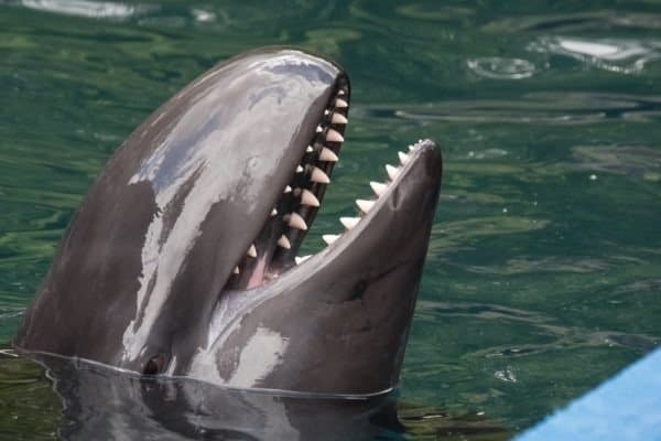 Smartest Animals on Earth: Definitive Top 10 List | AZ Animals