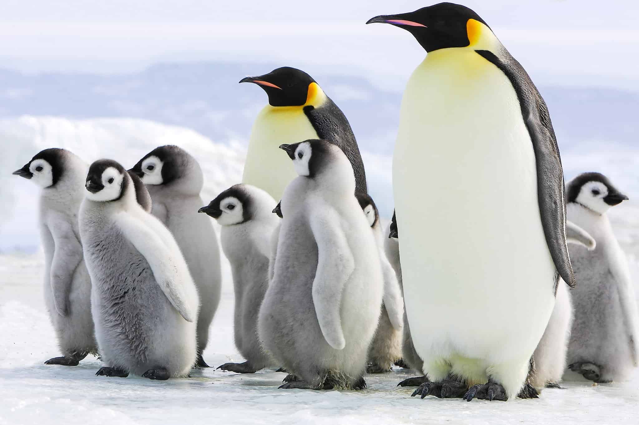 Celebrate World Penguin Day With These 30 Super-Cool Penguin Facts - A ...