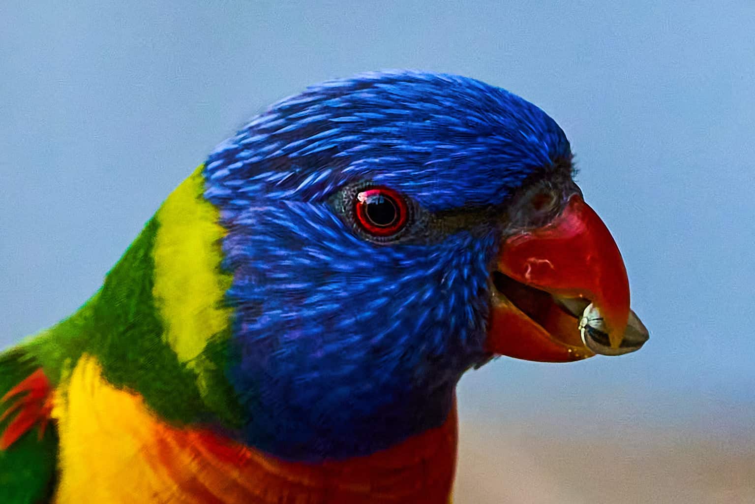 Lorikeet Bird Facts - A-Z Animals