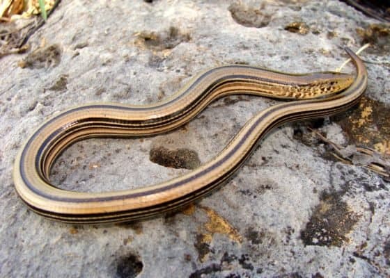 Glass Lizard Animal Facts - Anguidae - A-Z Animals