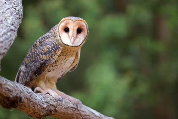 Golden Masked Owl Bird Facts - Tyto aurantia - A-Z Animals