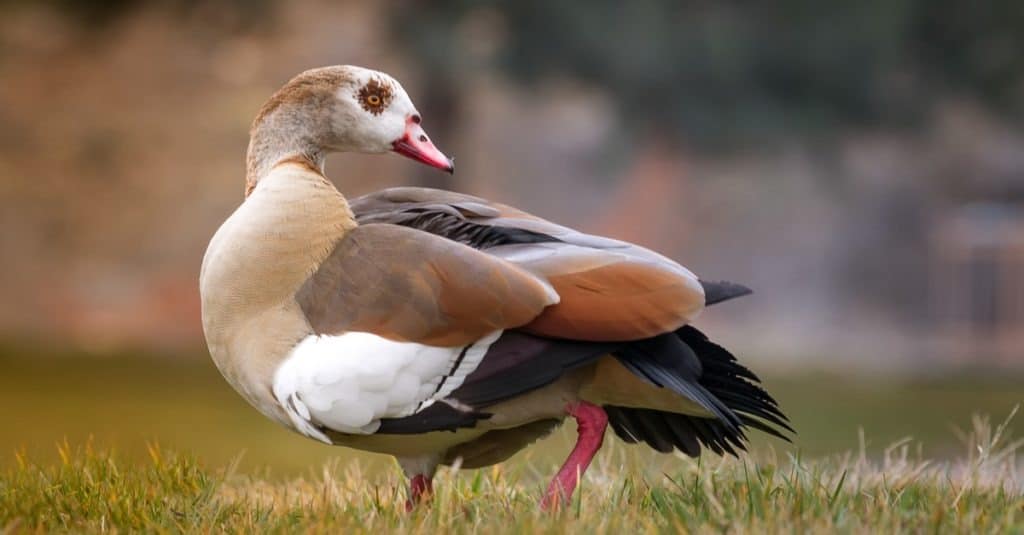 Goose Animal Facts - A-Z Animals