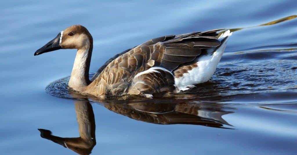 Goose Animal Facts - A-Z Animals