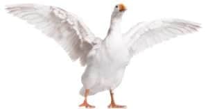Goose Animal Pictures | A-Z Animals