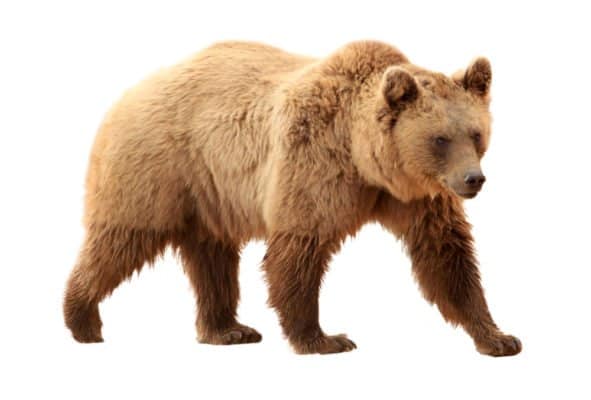 Grizzly Bear Animal Facts - Ursus arctos horribilis - A-Z Animals