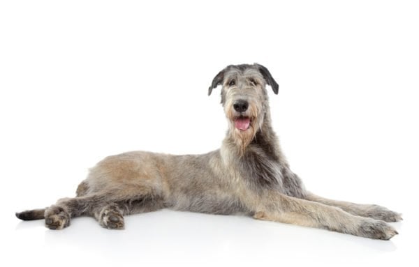 What Were Irish Wolfhounds Bred For? Original Role, Jobs, History and ...