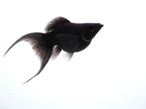 The 15 Best Tank Mates to Pair With Red Tail Sharks - A-Z Animals