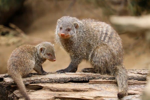 Mongoose Animal Facts - Helogale Parvula - A-Z Animals