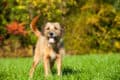 Mongrel Animal Facts - Canis lupus familiaris - A-Z Animals