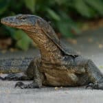 300 Pound Monsters: Meet Earth's Largest Lizards - A-Z Animals Slideshows