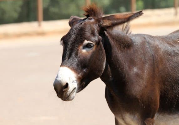 Mule Animal Facts - Equus mulus - A-Z Animals
