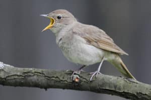 Nightingale Animal Pictures | A-Z Animals