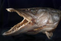 Pike Teeth: Do Pike Have Teeth? - A-Z Animals