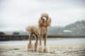 Poodle Lifespan: How Long Do Poodles Live? - A-Z Animals