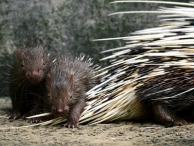 Porcupine Animal Facts | Erethizon Dorsaum | AZ Animals