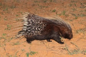 Porcupines in Texas: Where They Live & How Many Are in the State? - A-Z ...