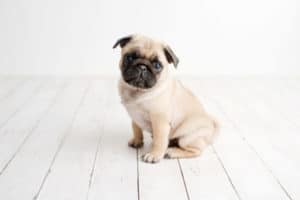 Pug Animal Facts - Canis lupus familiaris - A-Z Animals