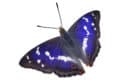 Purple Emperor (Apatura Iris) | AZAnimals.com