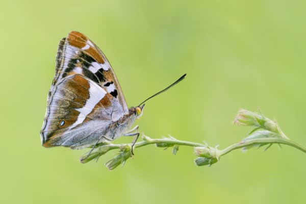 Purple Emperor Butterfly Animal Facts - Apatura iris - A-Z Animals