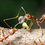 These Giant American Ants Are Hungry and Will Steal Your Pet’s Food - A ...