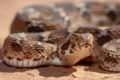 The 4 Most Aggressive Snakes In The World - A-Z Animals