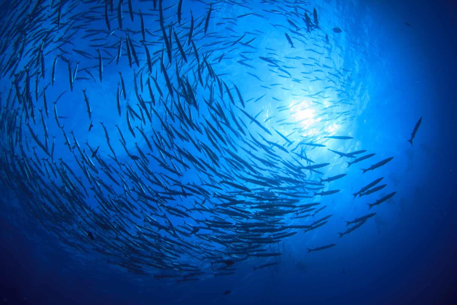 Can Fish Swim Backwards? - A-Z Animals