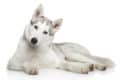 Siberian Husky Progression: Growth Chart, Milestones, and Training Tips ...