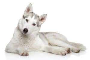 Siberian Husky Progression: Growth Chart, Milestones, and Training Tips ...