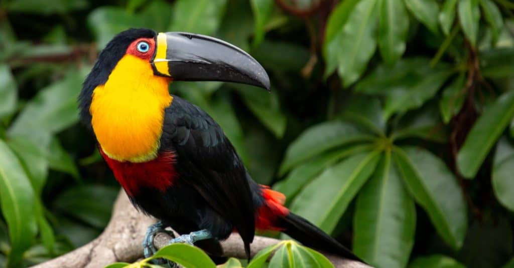 Toucan Animal Facts - Ramphastidae - A-Z Animals