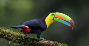 Toucan Bird Facts - A-Z Animals