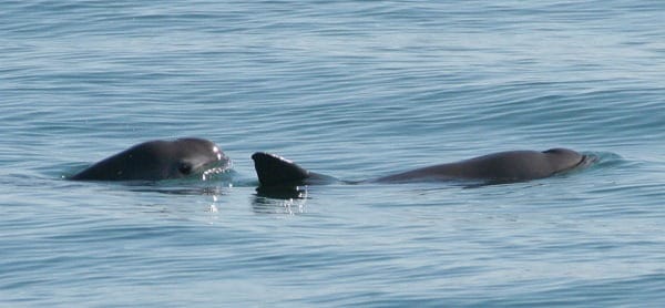 Vaquita Animal Facts - Phocoena sinus - A-Z Animals