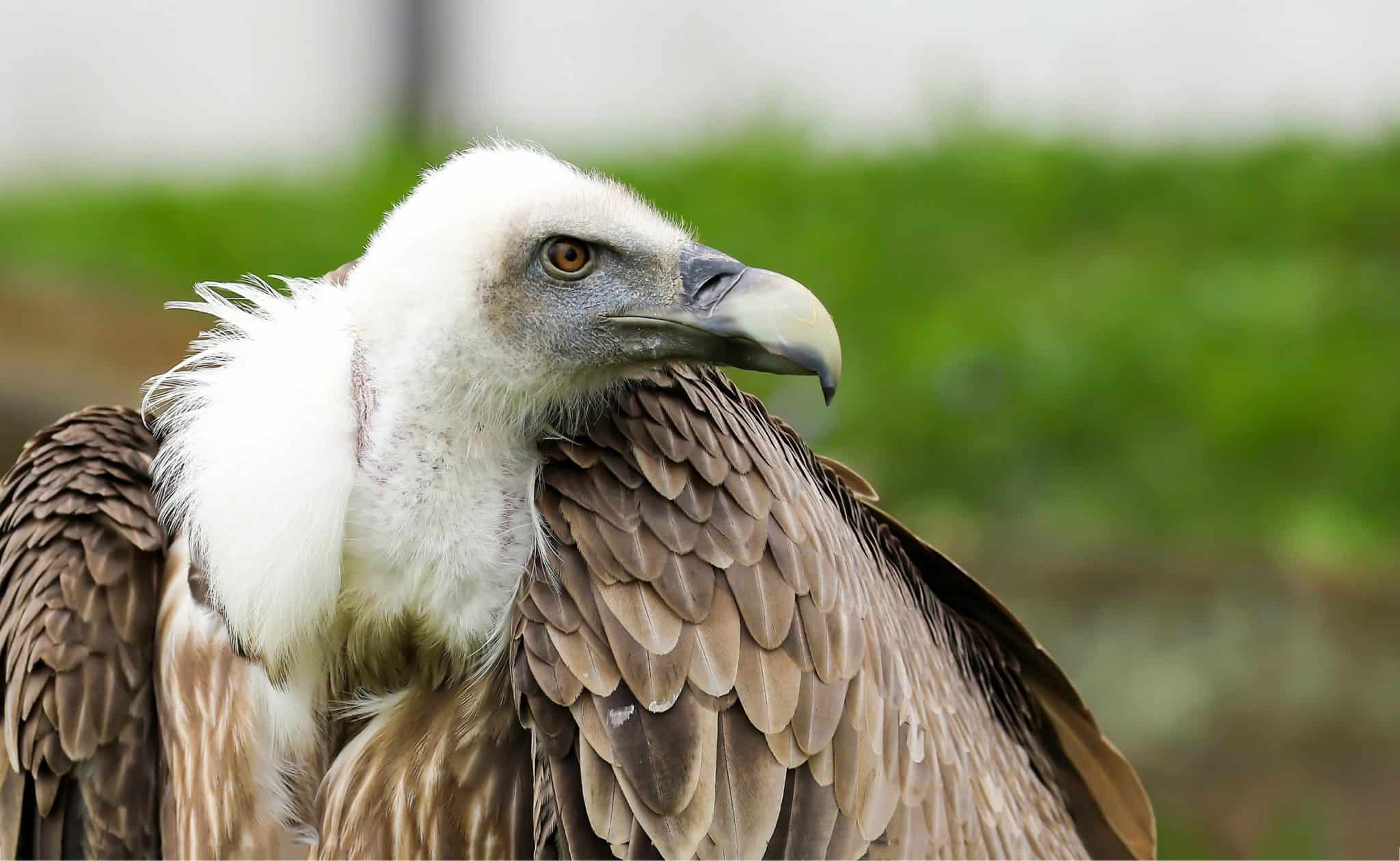 Vulture Animal Facts - A-Z Animals