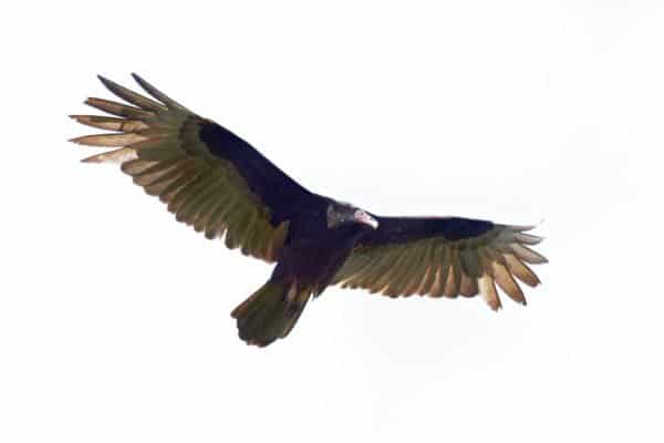 Vulture Animal Pictures | A-Z Animals