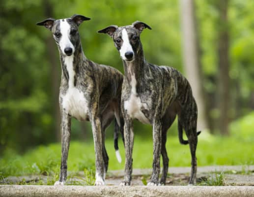 Whippet Dog Breed Complete Guide - A-Z Animals