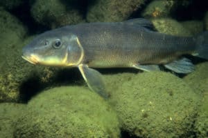 Suckerfish Fish Facts - A-Z Animals